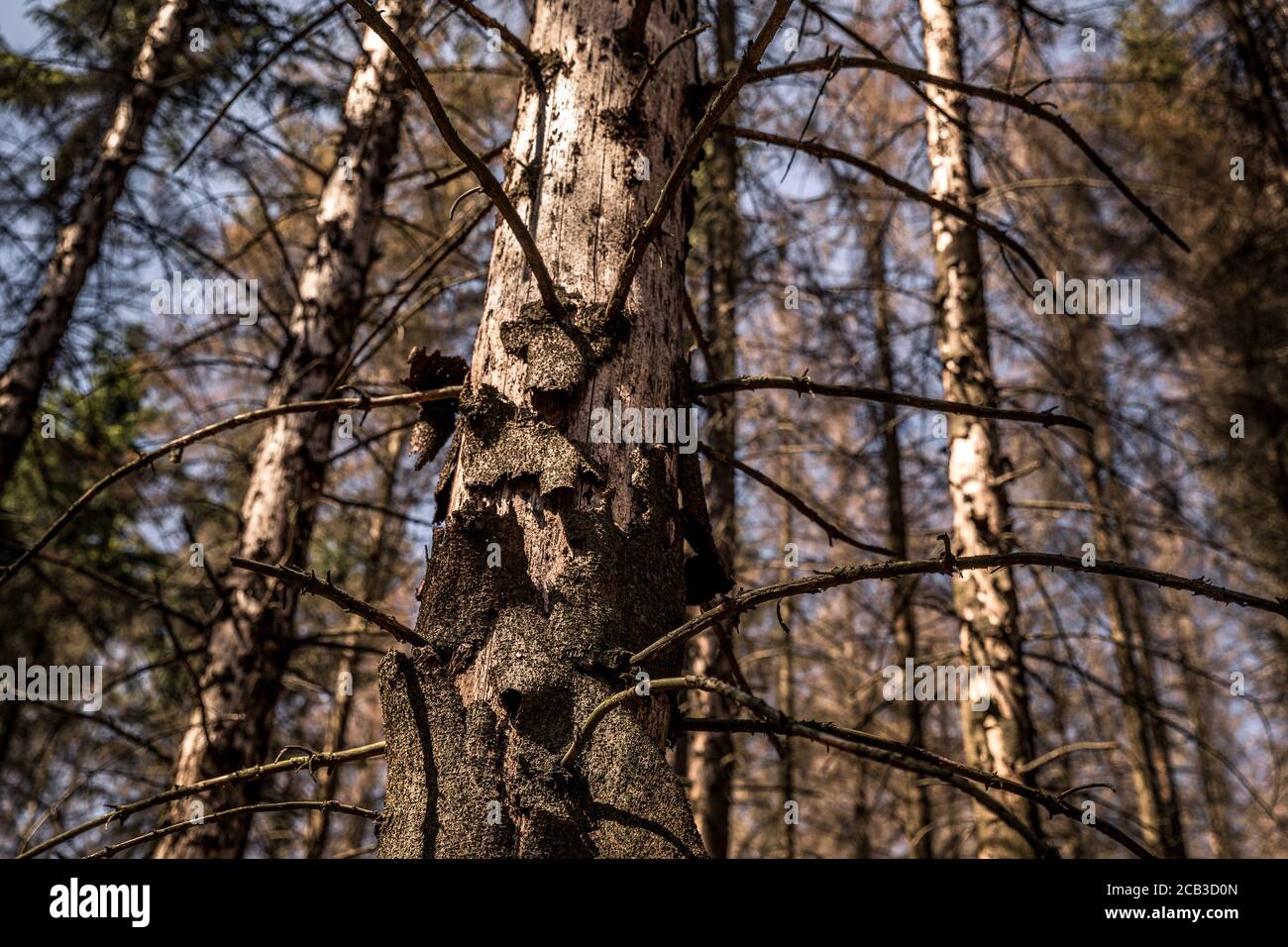 Forest dieback in the Sauerland. Whole spruce forests near Luedenscheid ...