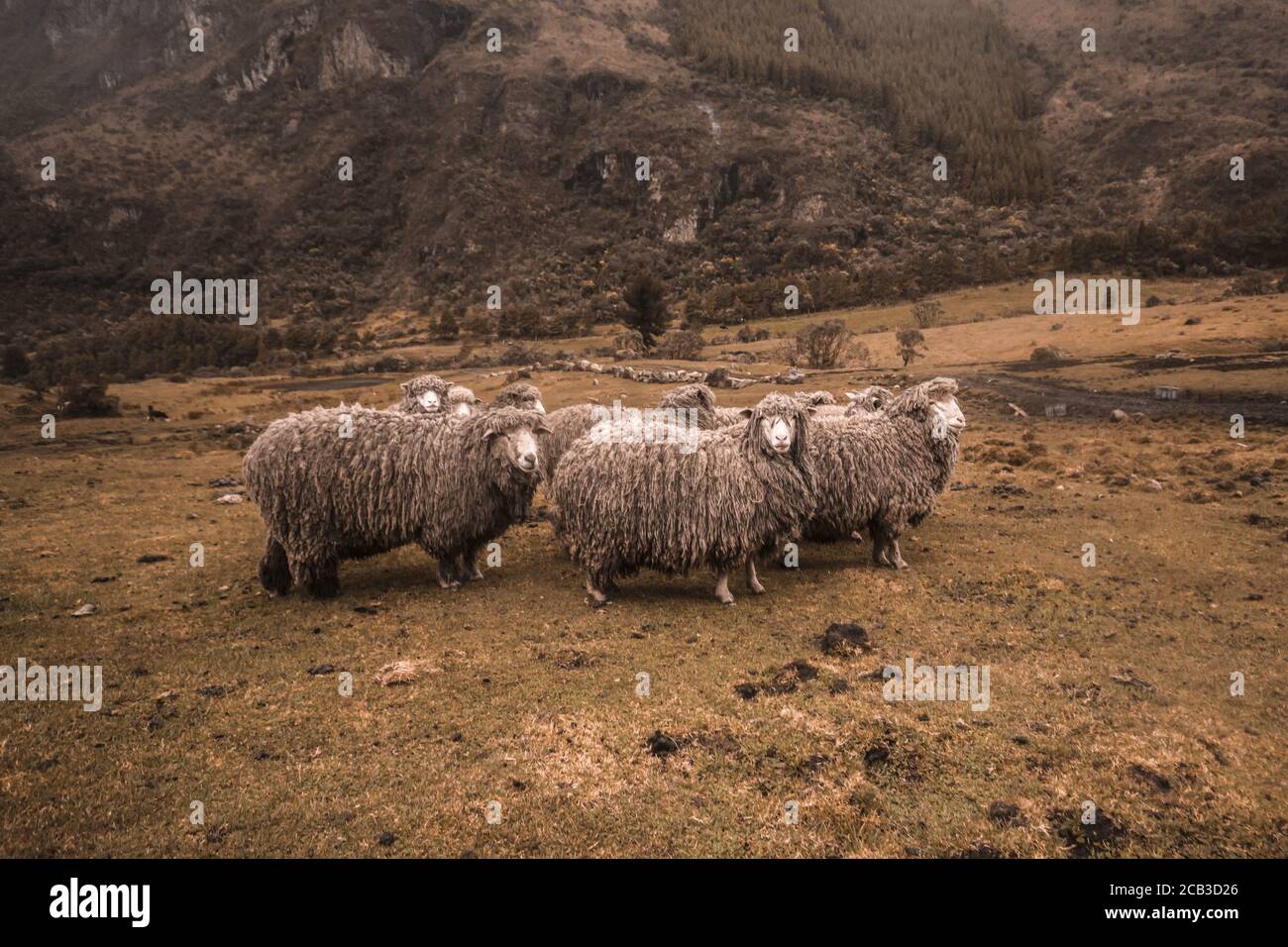 Lincoln sheep hi-res stock photography and images - Alamy