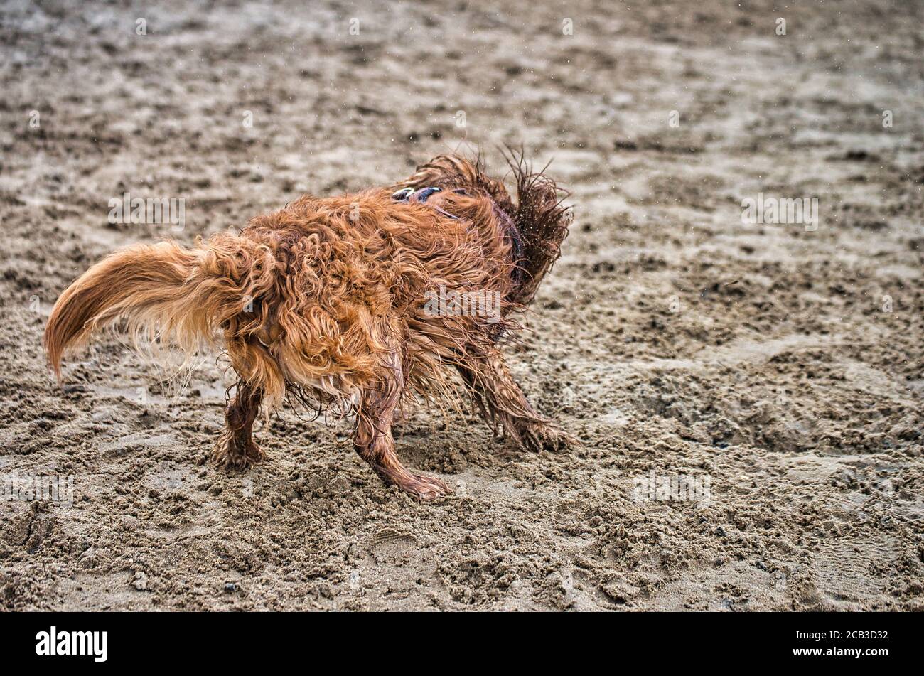 Dog play and romp on the dog beach in Langenhagen near Hannover at the ...