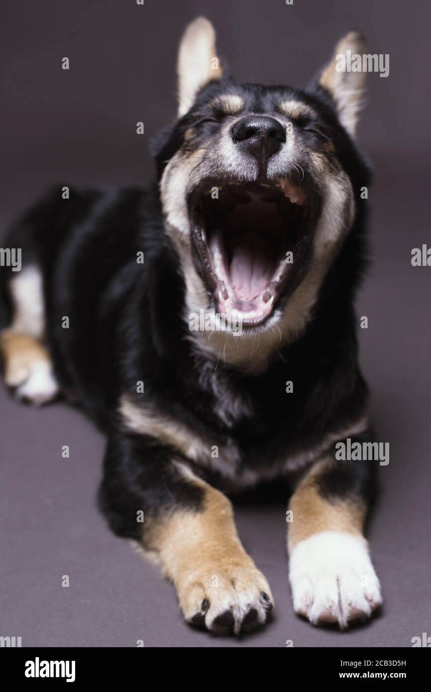 Vertical shot of a tired dog yawning and lying down on a gray studio ...