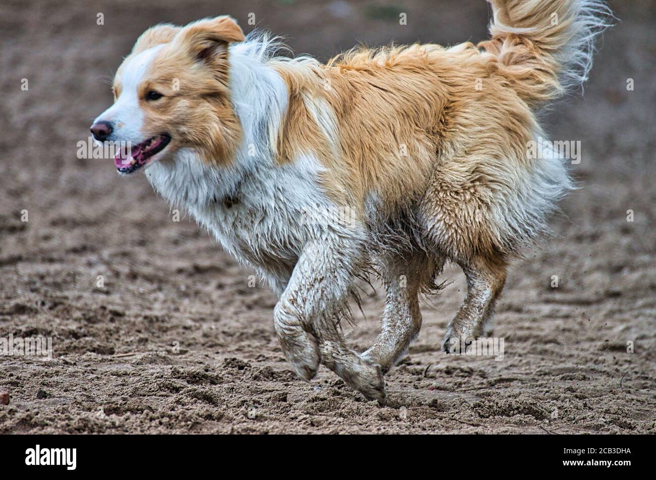 Dog play and romp on the dog beach in Langenhagen near Hannover at the ...