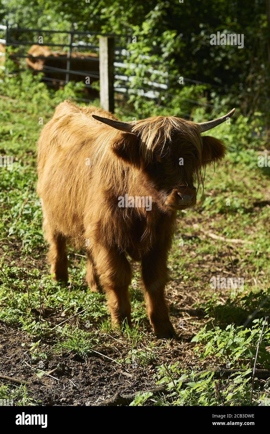 Vertical shot of an adorable and fluffy Highland calf on a farm Stock ...