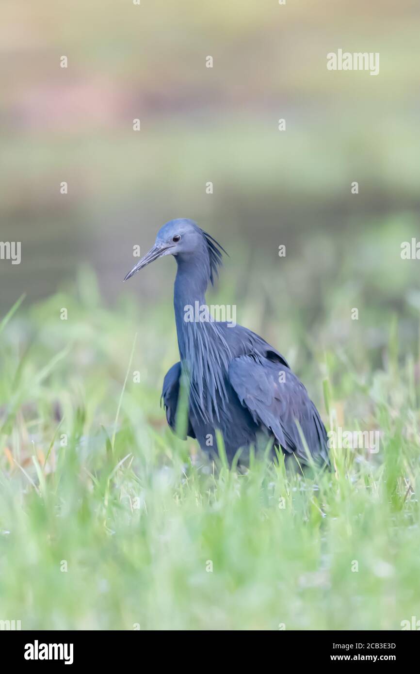 Black Heron (Egretta ardesiaca) at Lake Baringo, Kenya is known for its ...