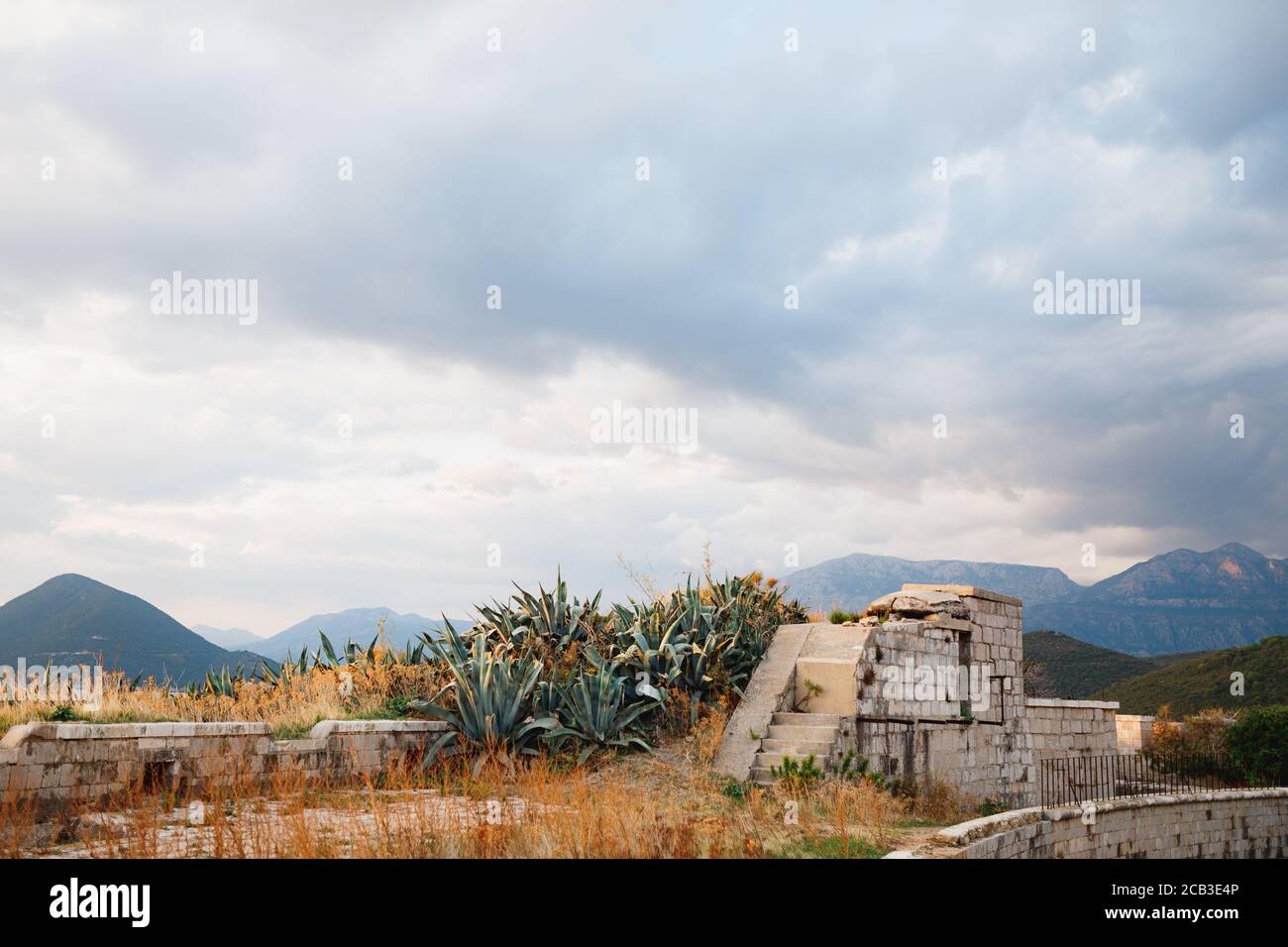 Green agave bushes by the ruins of an old brick building with steps ...