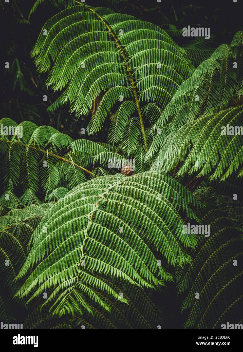 Bali plant hi-res stock photography and images - Alamy