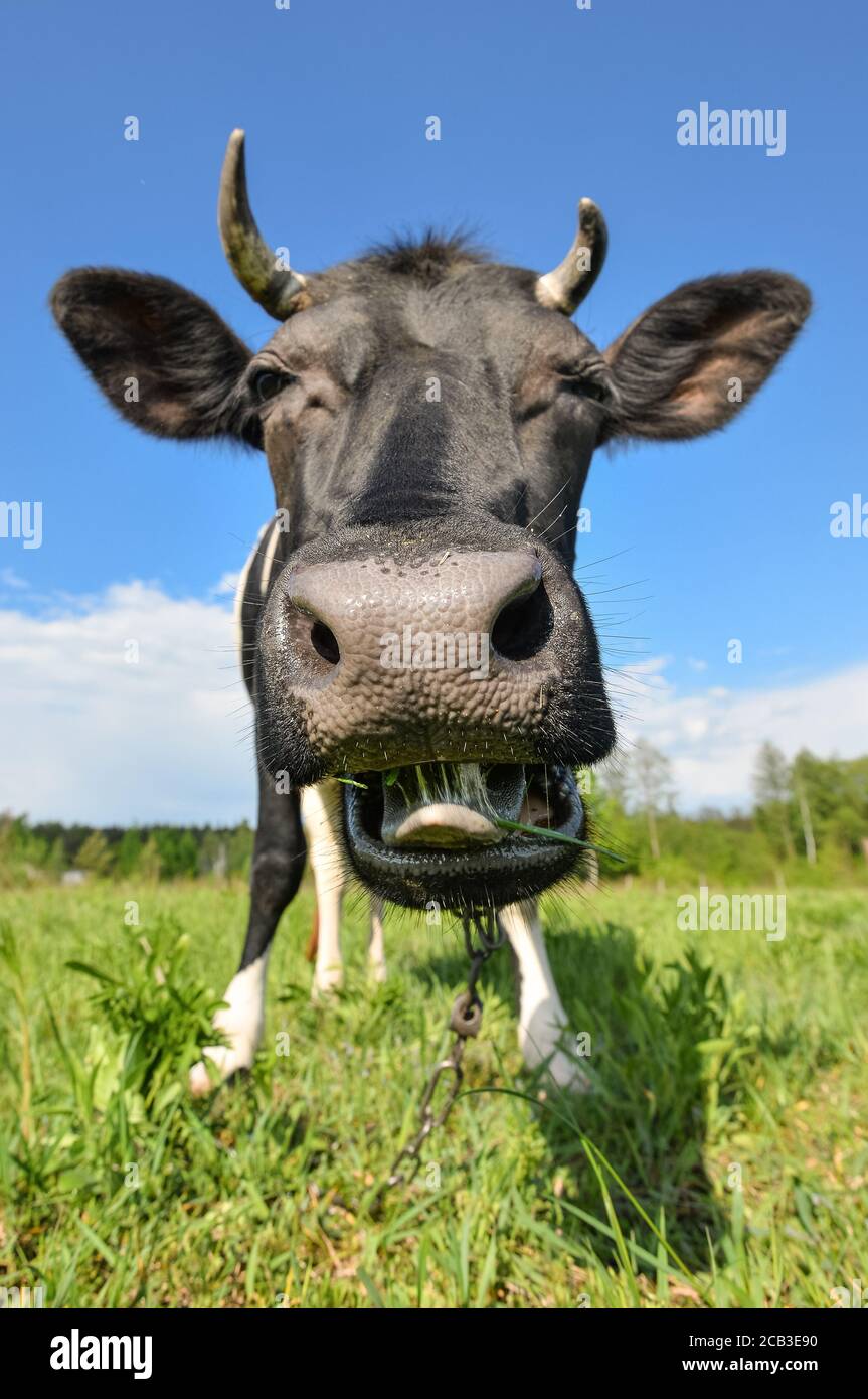 The portrait of cow with big snout on the background of green field ...