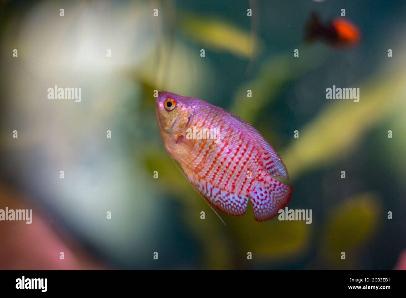 Closeup shot of a Lalius fish on the aquarium Stock Photo - Alamy