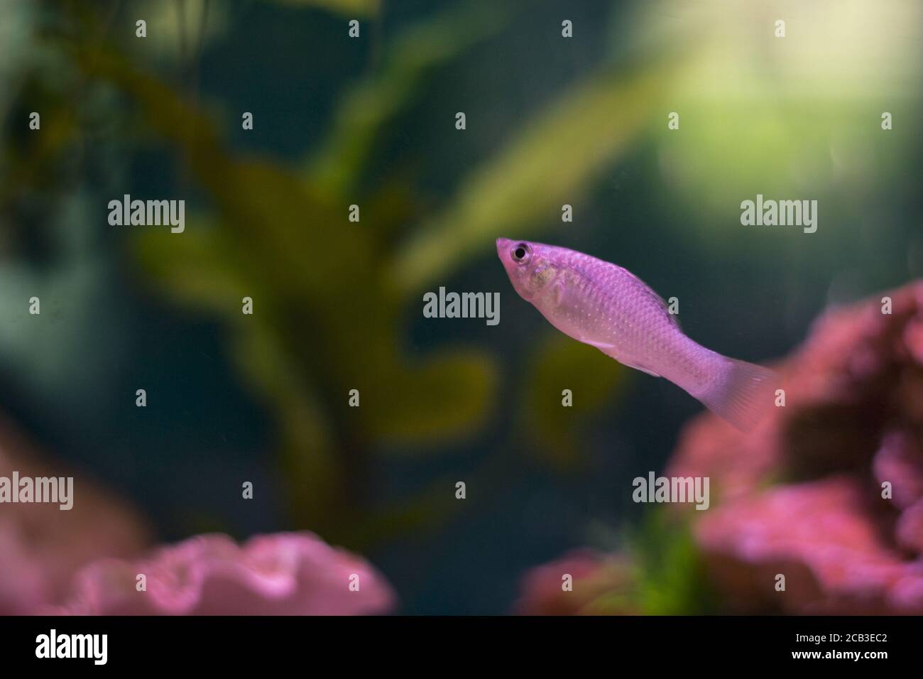 Closeup shot of a lalius fish on the aquarium Stock Photo - Alamy