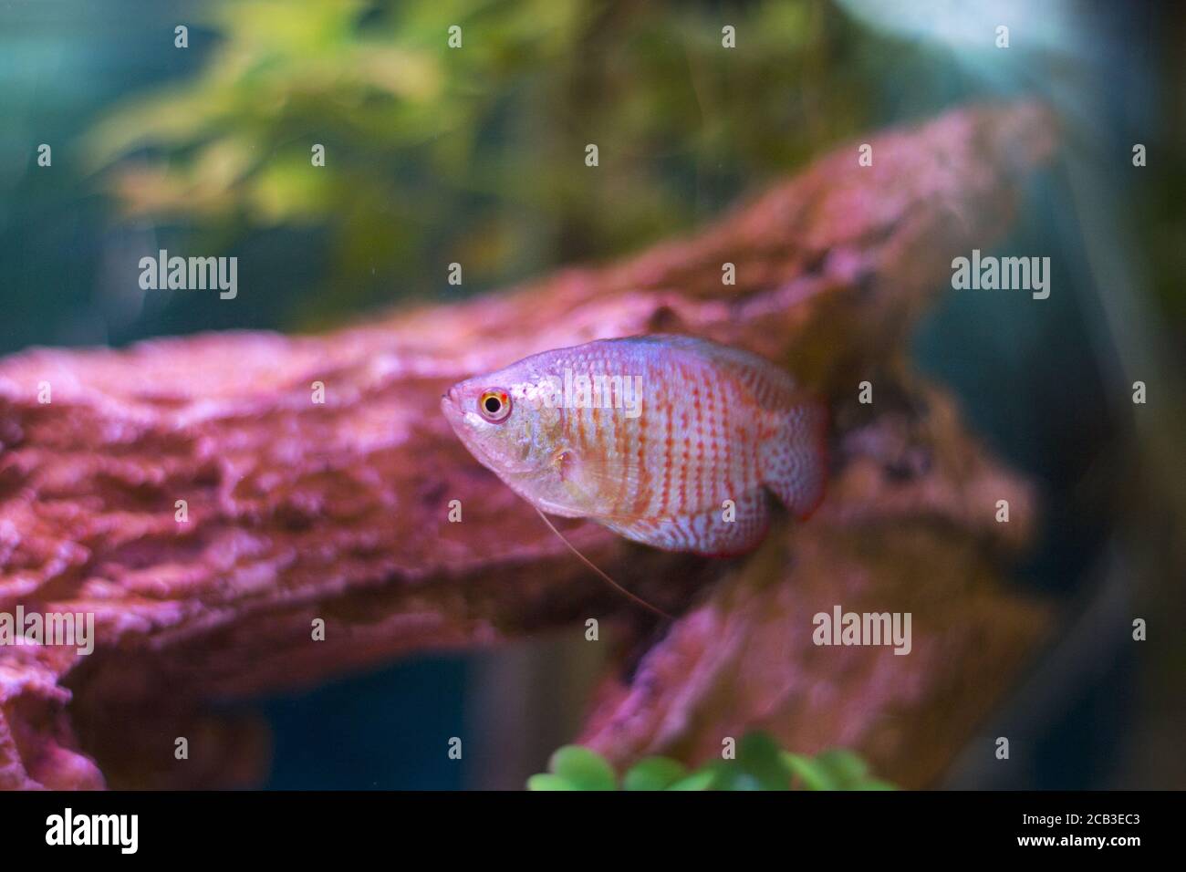 Closeup shot of a Lalius fish on the aquarium Stock Photo - Alamy