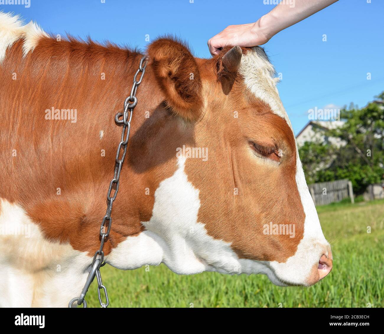 Portrait of Cow grazing on the farm and human hand scratching a cow's ...