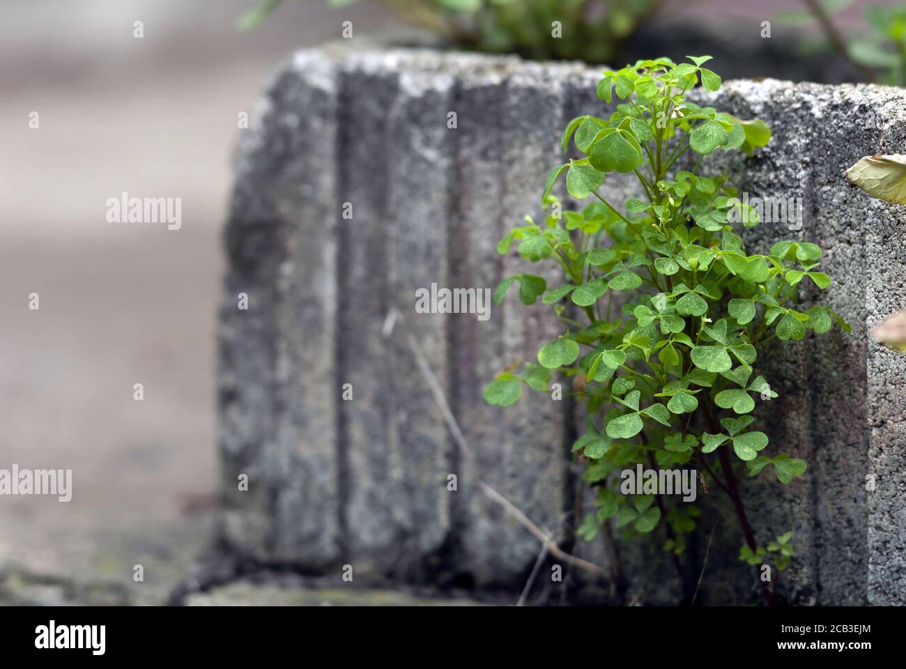 Sapling of a tree is growing out of concrete on a city street Stock ...