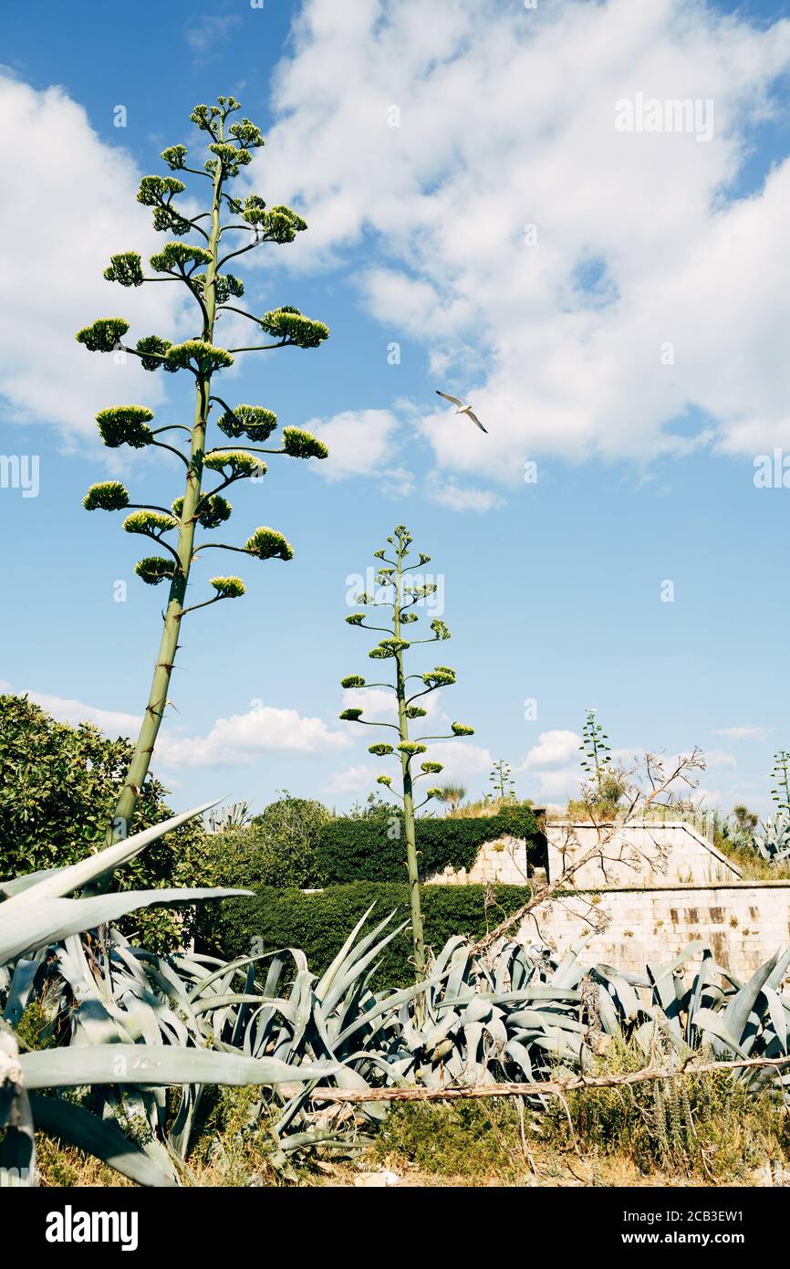 Tall agave near an old brick overgrown building with young shoots ...