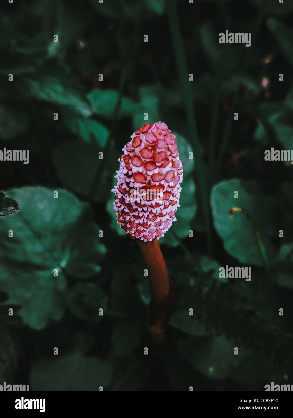 Burnet plant hi-res stock photography and images - Alamy