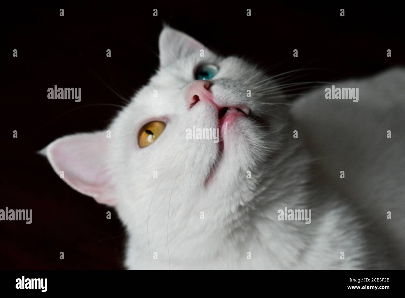 Closeup shot of beautiful white Van cat on dark background Stock Photo ...