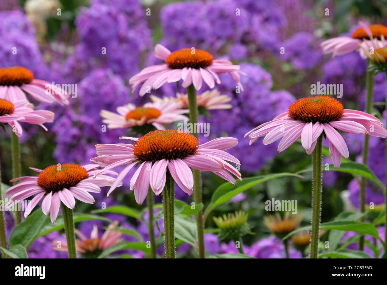 Purple Echinacea purpurea coneflower 'Rubinstern' in flower Stock Photo ...