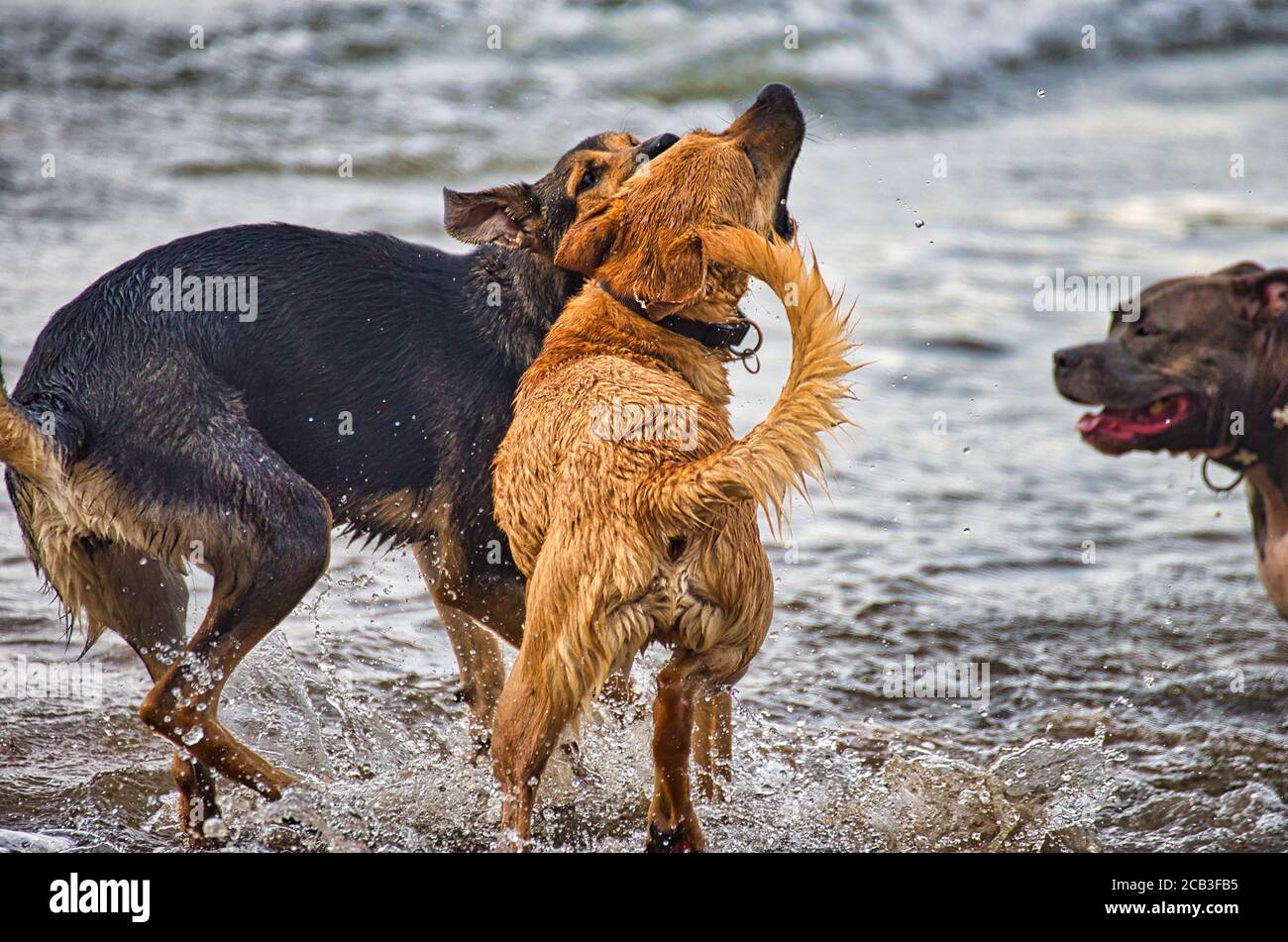 Dog play and romp on the dog beach in Langenhagen near Hannover at the ...