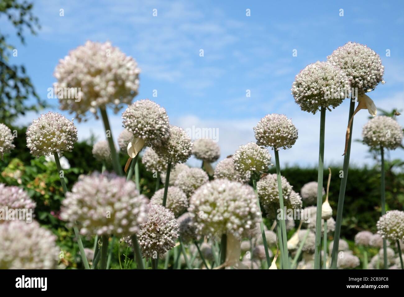 Broadleaf wild leak or elephant garlic in flower during the summer ...