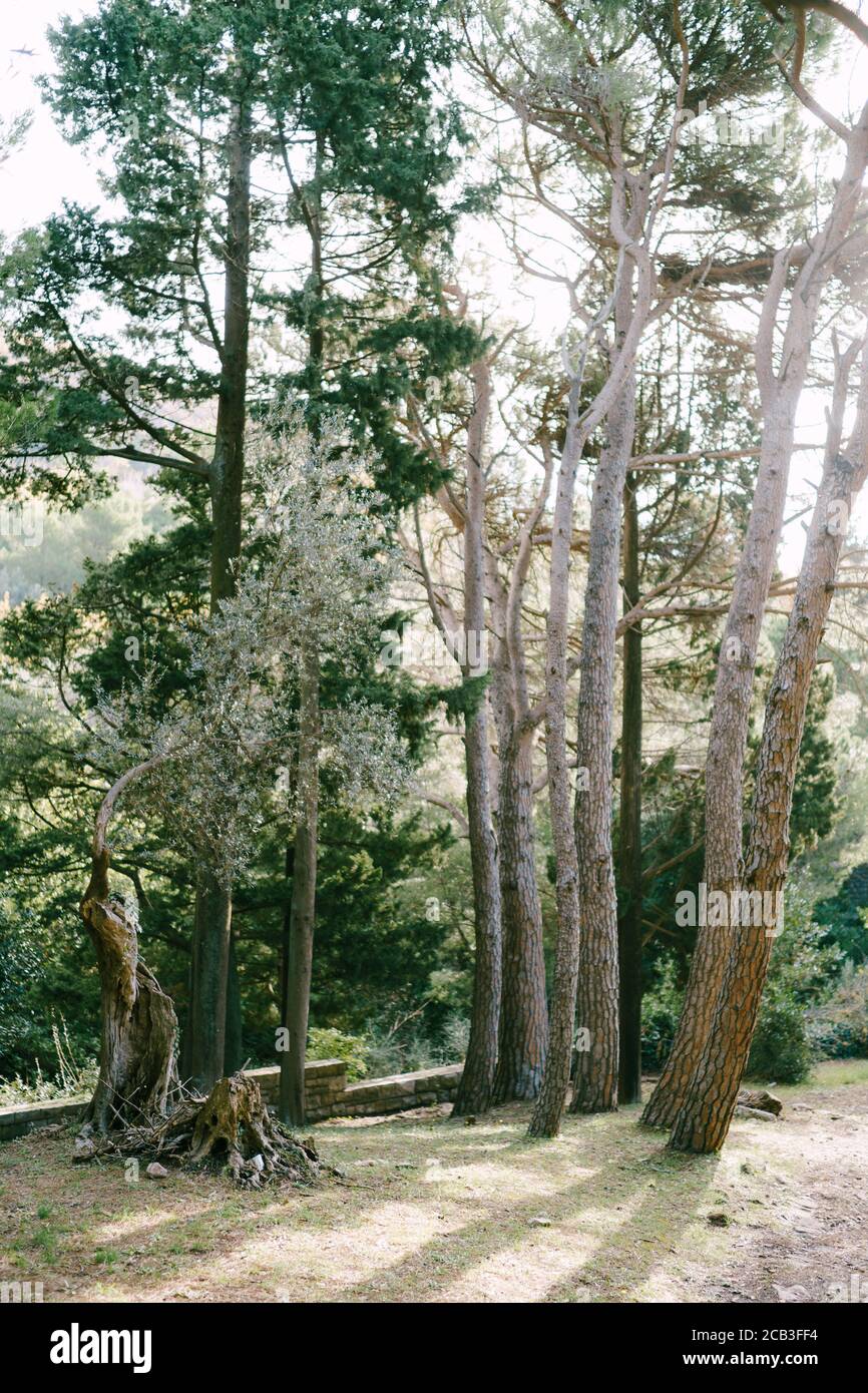 Tall trees near a brick border against a background of green forest ...