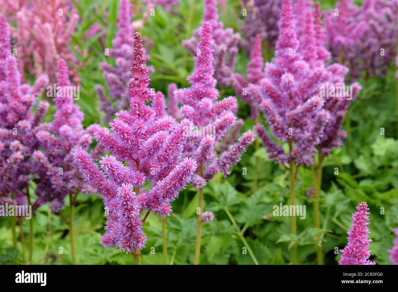 Pink Chinese astilbe 'false buck's beard' in flower during the summer ...