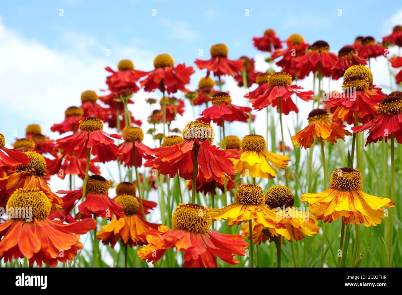 Helenium 'Moerheim Beauty' sneezeweed in flower during the summer ...