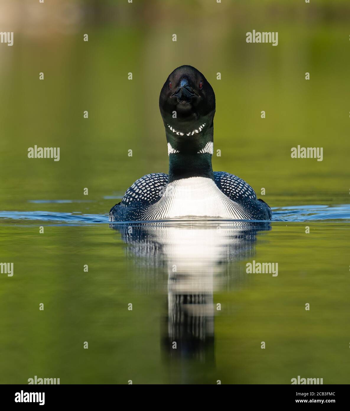 Baby loon in tree hi-res stock photography and images - Alamy