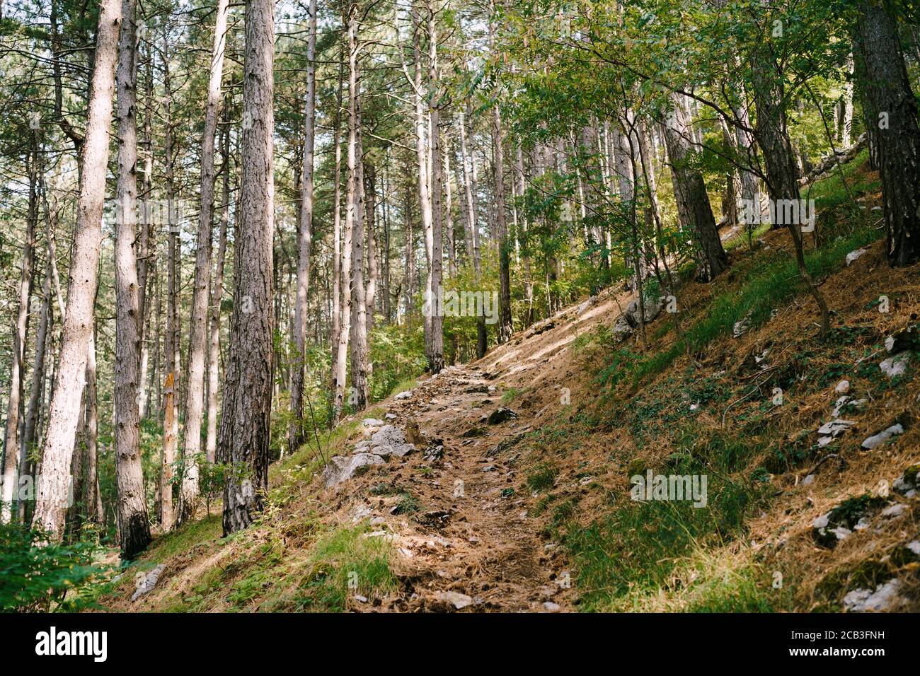 Forest path along the slope in the forest thicket against the ...