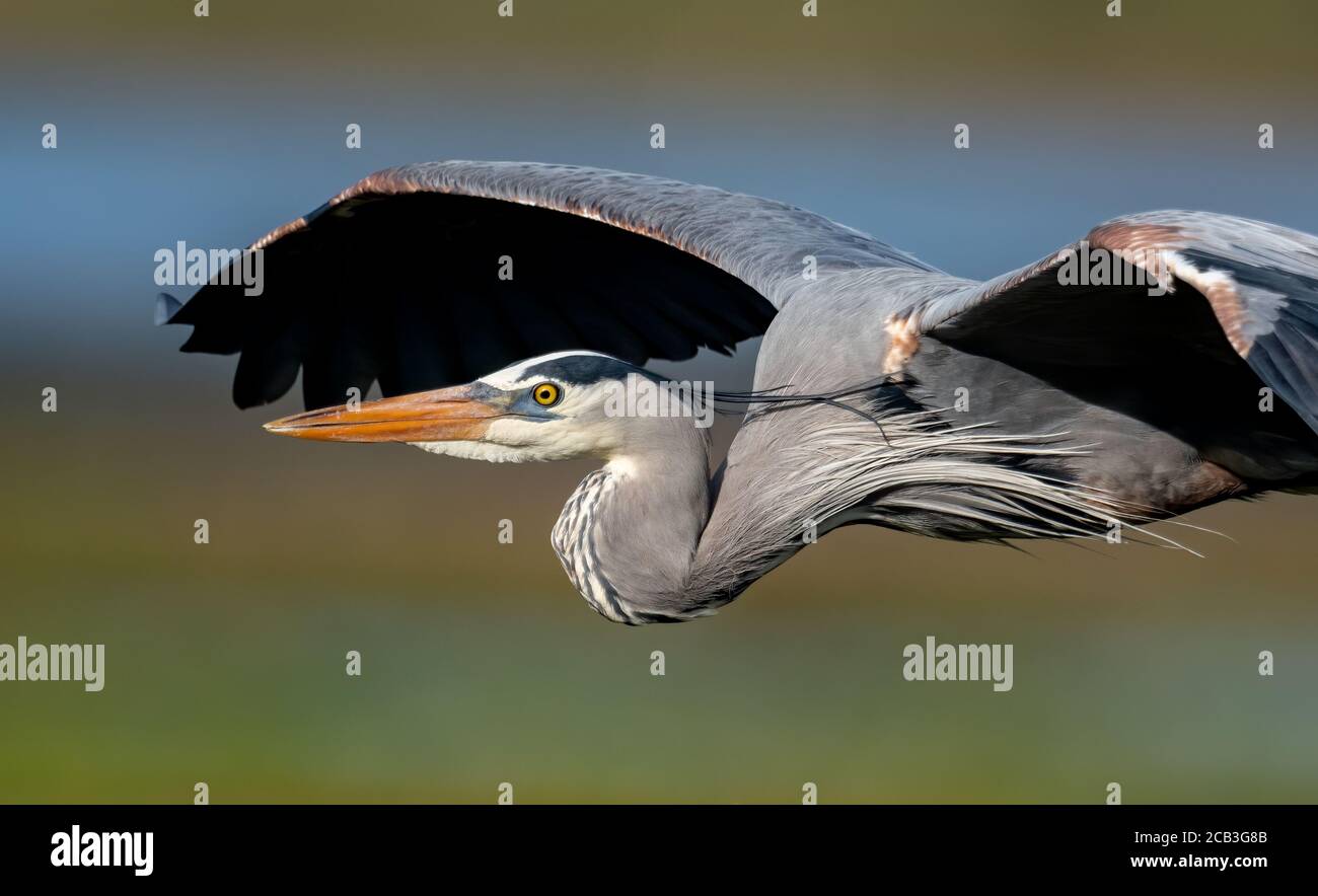 Great Blue Heron in Florida Stock Photo - Alamy