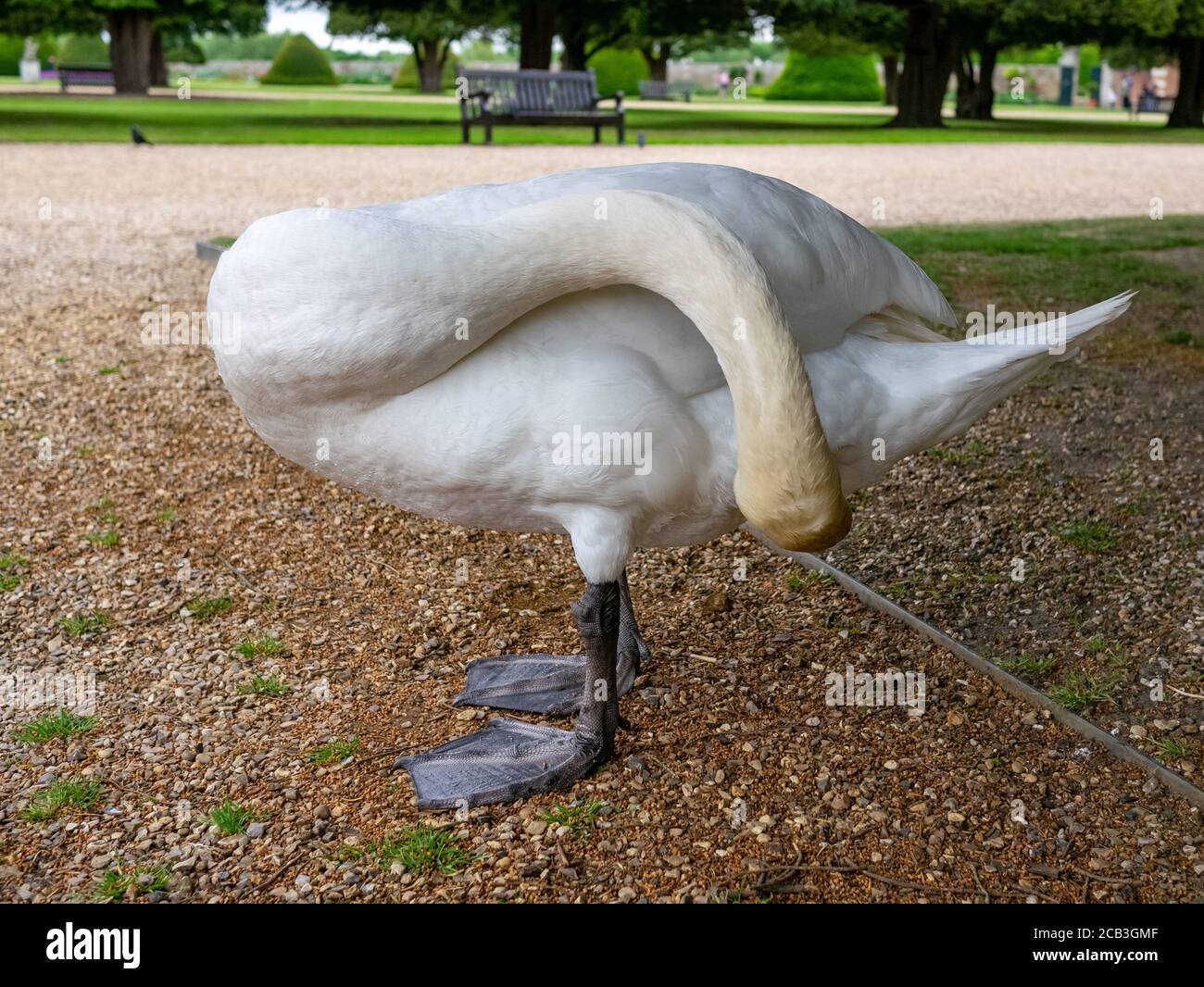 Preening curved neck hi-res stock photography and images - Alamy