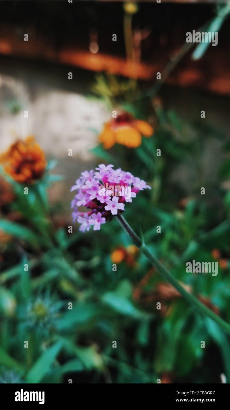 Vertical shot of verbena plant in the garden Stock Photo - Alamy