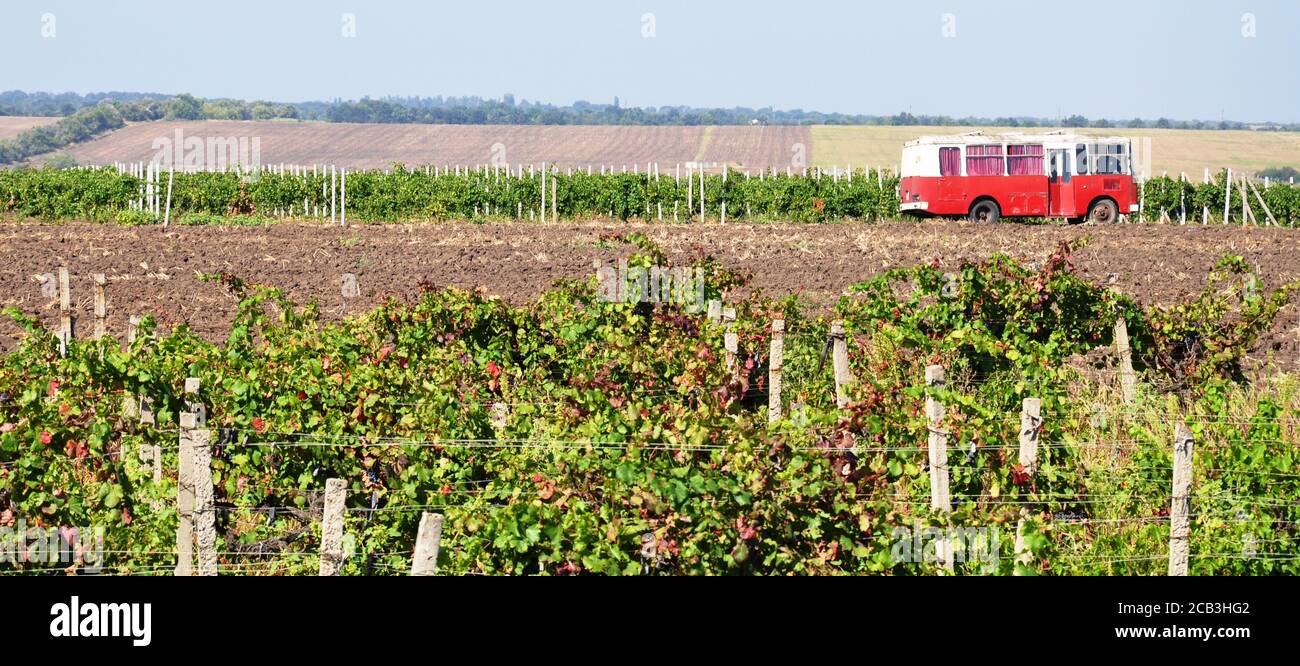 Red bus green leaves hi-res stock photography and images - Alamy