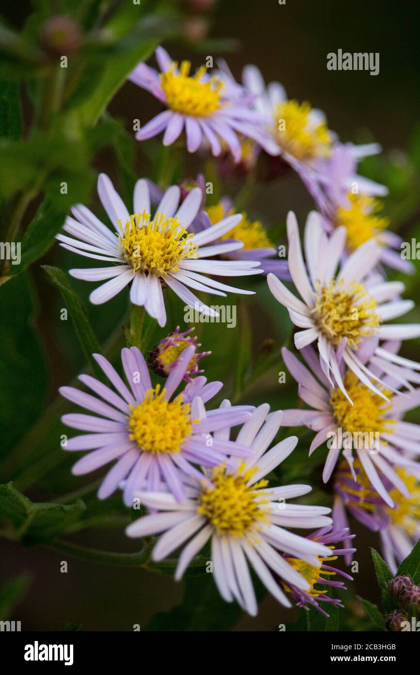 Vertical shot of beautiful purple daisy with a blurred background Stock ...