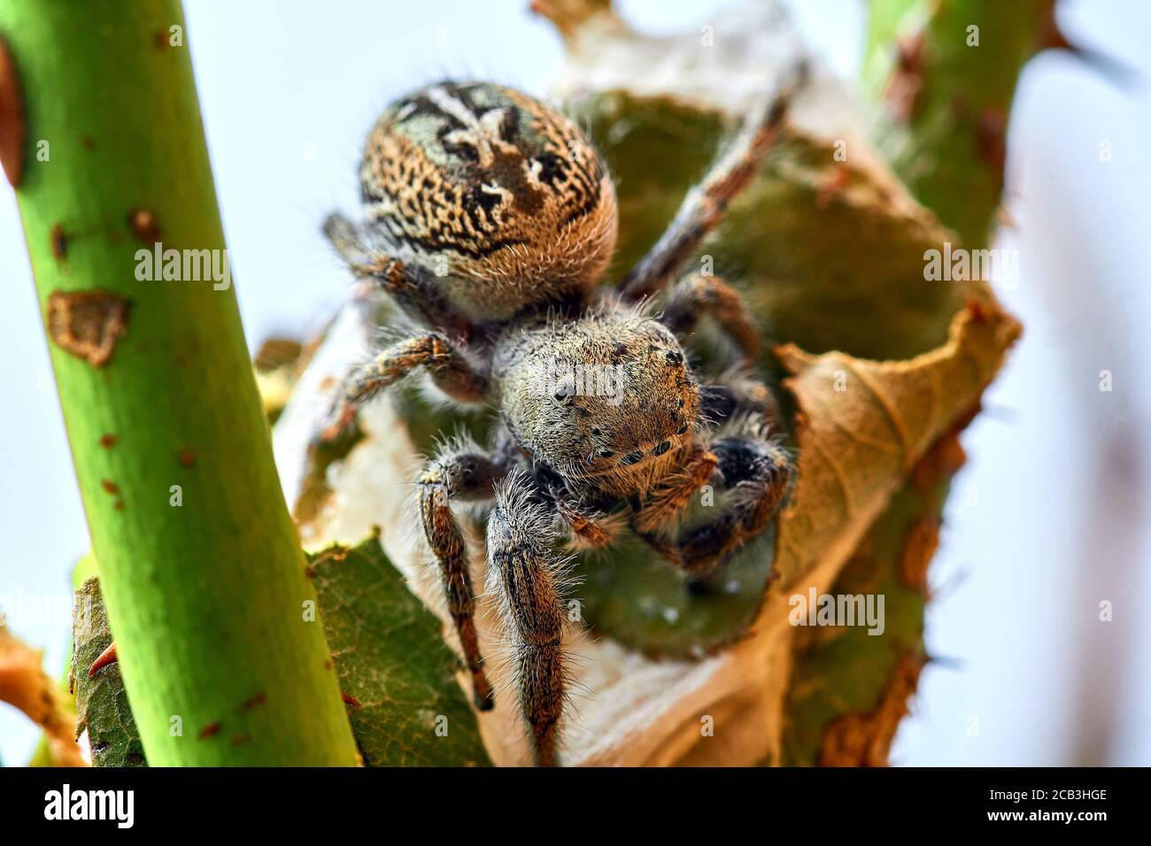 Closeup of a Beautiful healthy female Texas Jumping Spider (Phidippus ...