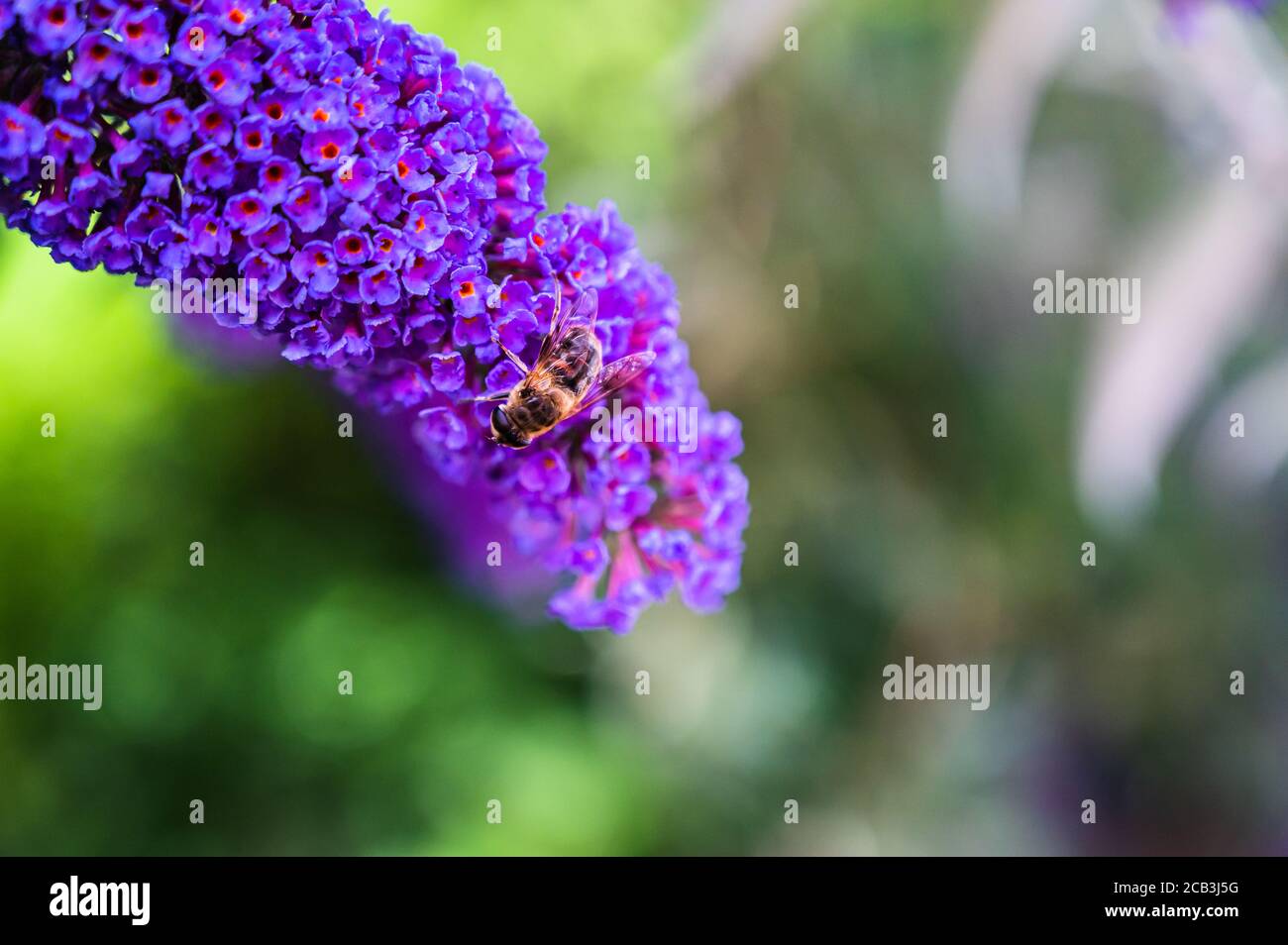 Selective focus shot of a honey bee collecting pollen on blooming ...