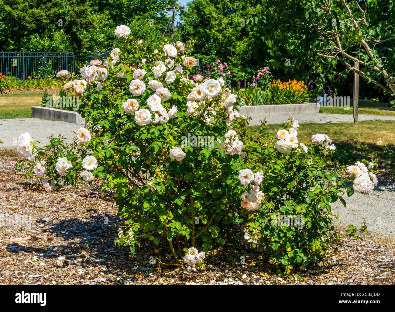 White Rose burst out on this bush in Seatac, Washington Stock Photo - Alamy