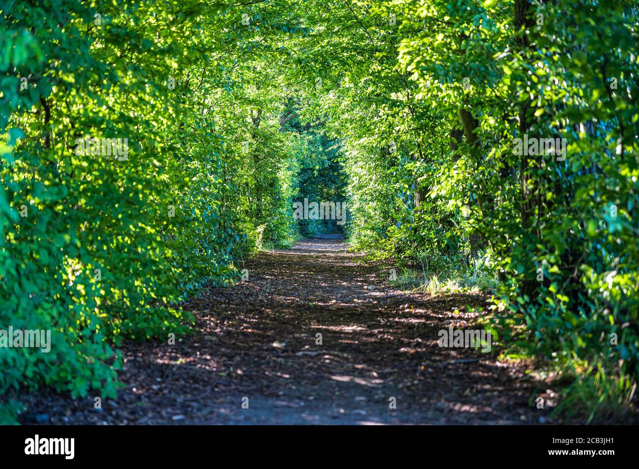 Beautiful pathway through the green forest Stock Photo - Alamy