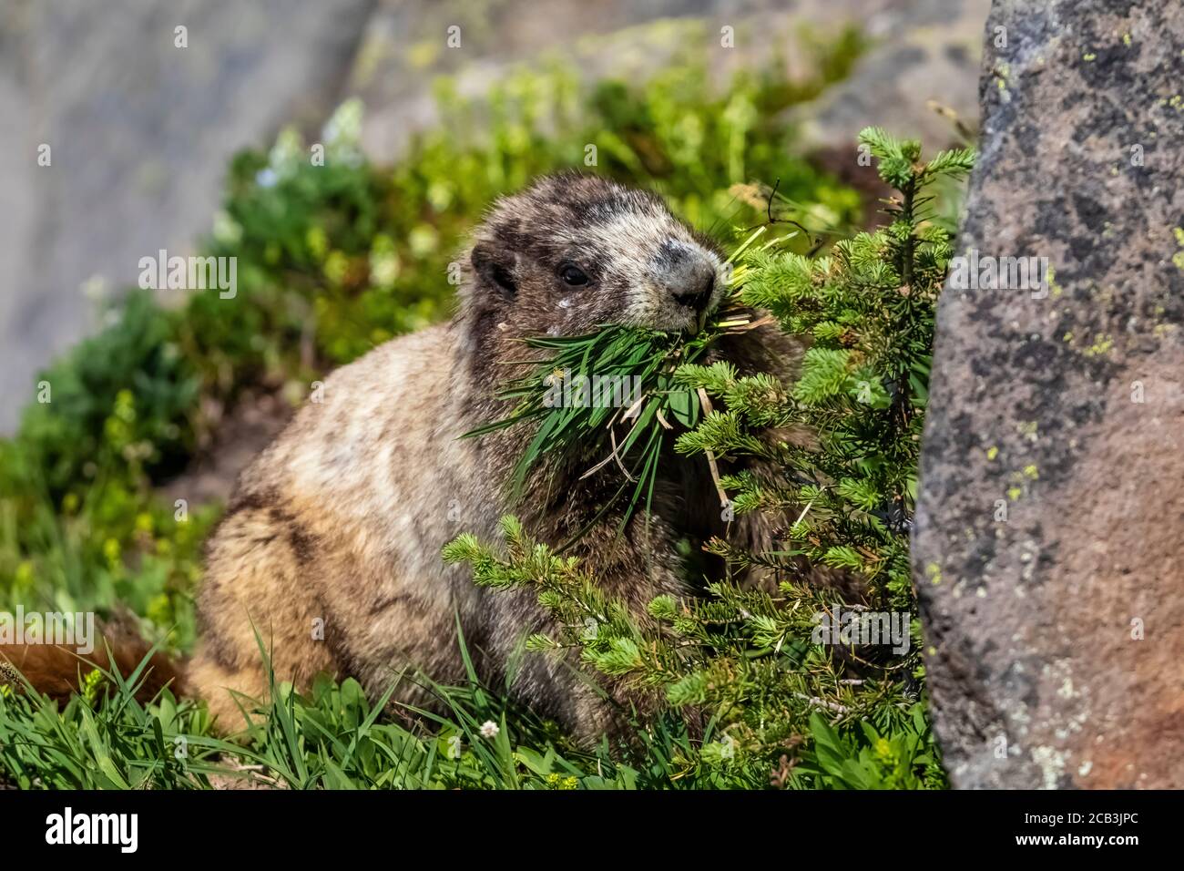 Hoary Marmot, Marmota caligata, gathering sedges to line its burrow, in ...