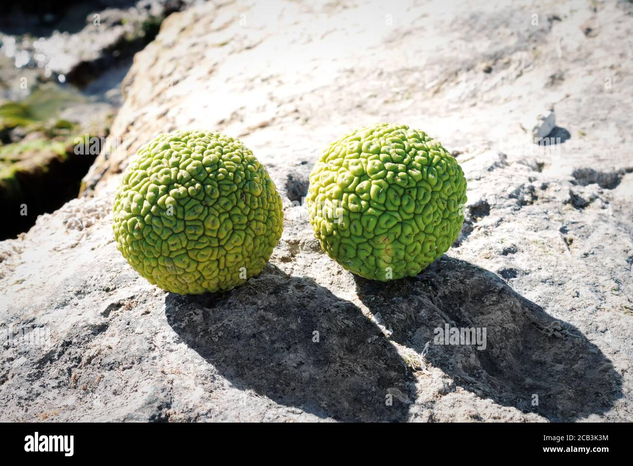 Adams apple hi-res stock photography and images - Alamy