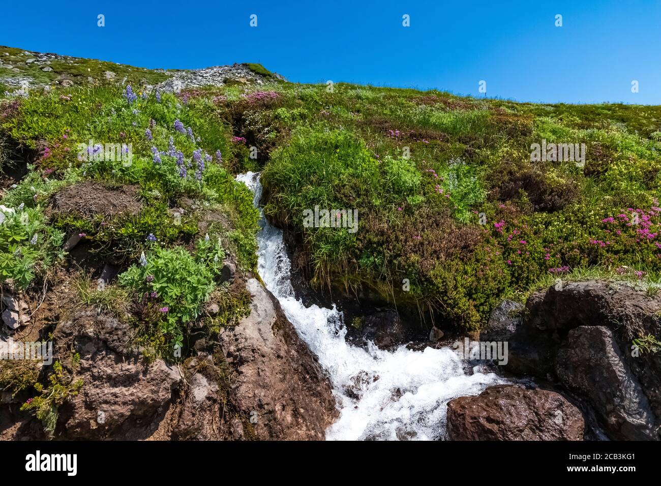 Mountain stream rushing through a wildflower meadow in July, at ...