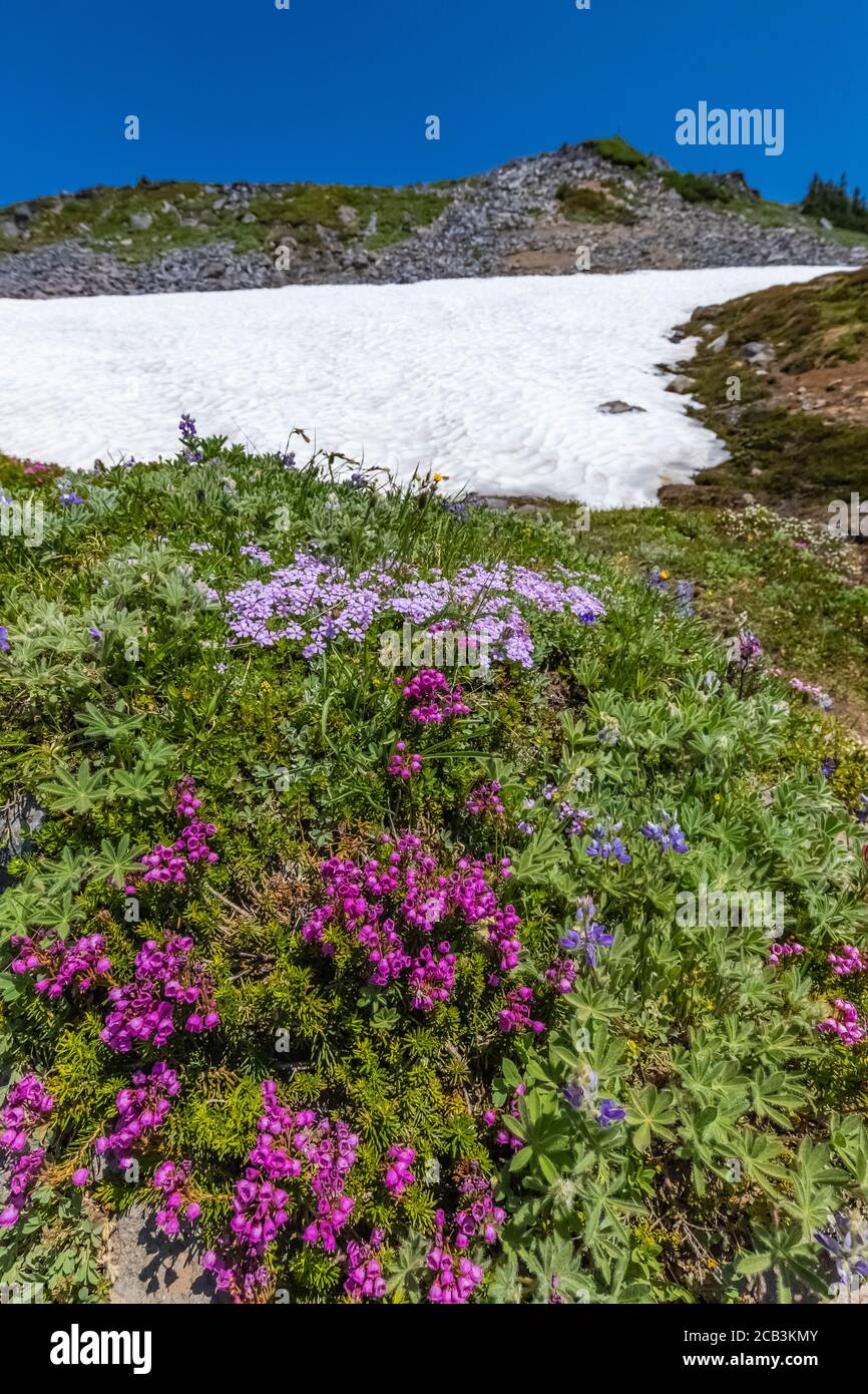 Phyllodoce empetriformis, Pink Mountain-heath, blooming in July in the ...