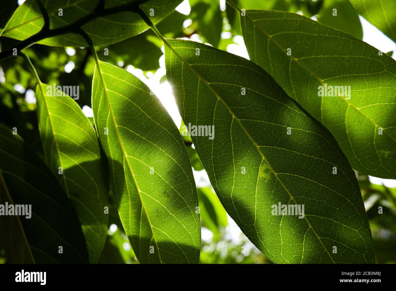 Low angle shot of green leaves in the garden Stock Photo - Alamy