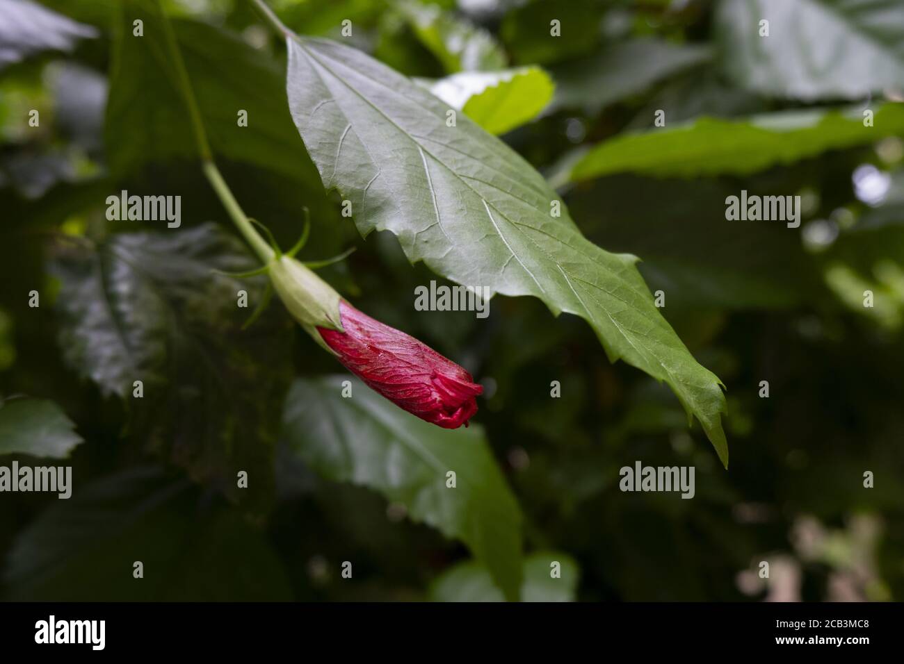 Unblossomed flower hi-res stock photography and images - Alamy