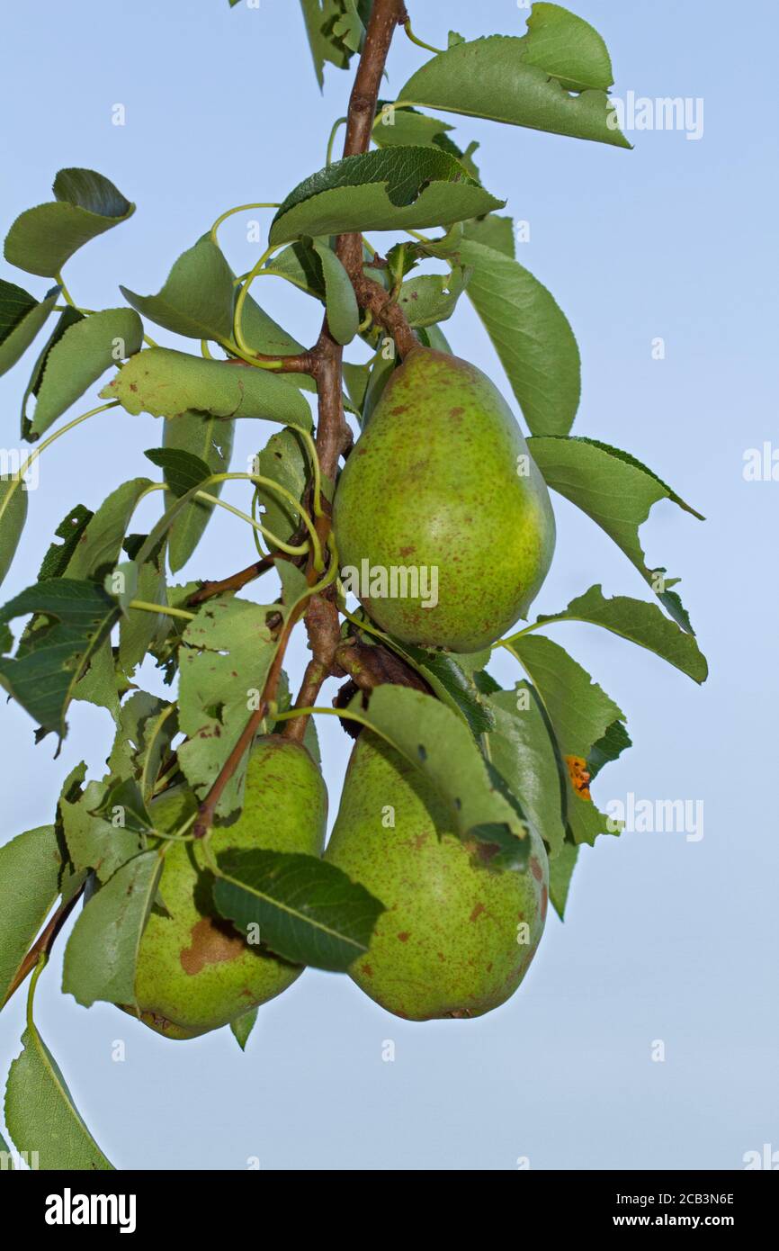 Pear tree leaves hi-res stock photography and images - Alamy