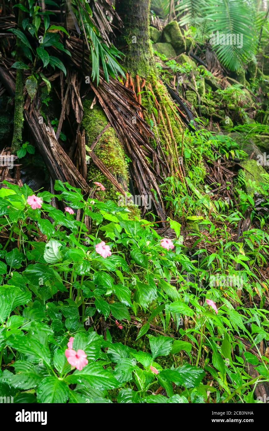 Palm tree roots and pink wildflowers, El Yunque, Caribbean National ...