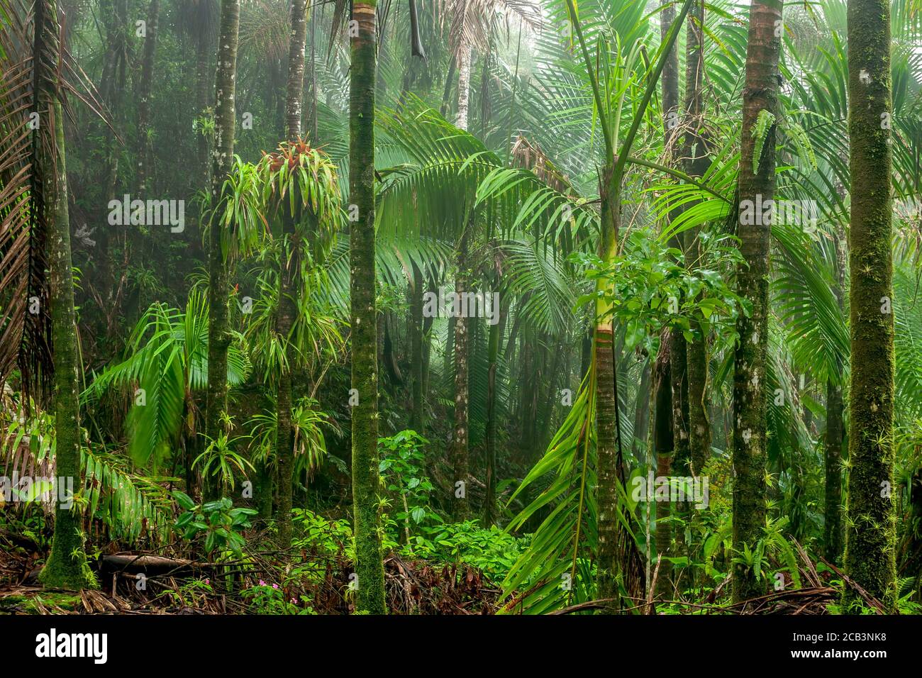 Trees in rain forest mist, El Yunque, Caribbean National Forest, Puerto ...