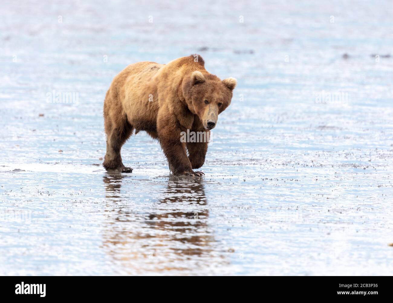 Male Alaskan brown bear walking in the mud flats during low tide Stock ...