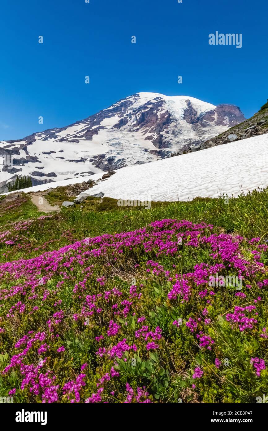 Phyllodoce empetriformis, Pink Mountain-heath, blooming in July in the ...