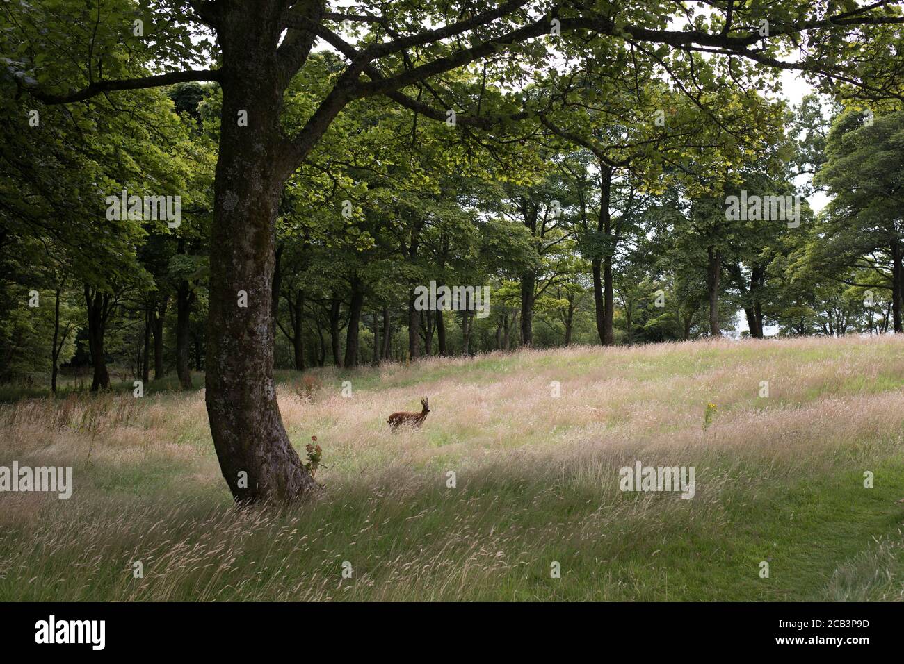 Bar Hill fort area of the Roman-era Antonine Wall, near Twechar ...