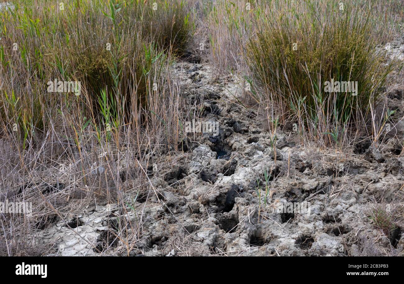 Cow tracks hi-res stock photography and images - Alamy
