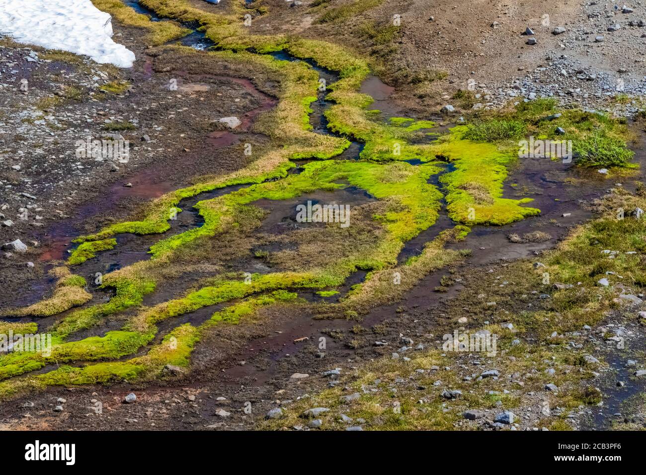 Snow field melting and exposing a moss-lined creek along the Skyline ...