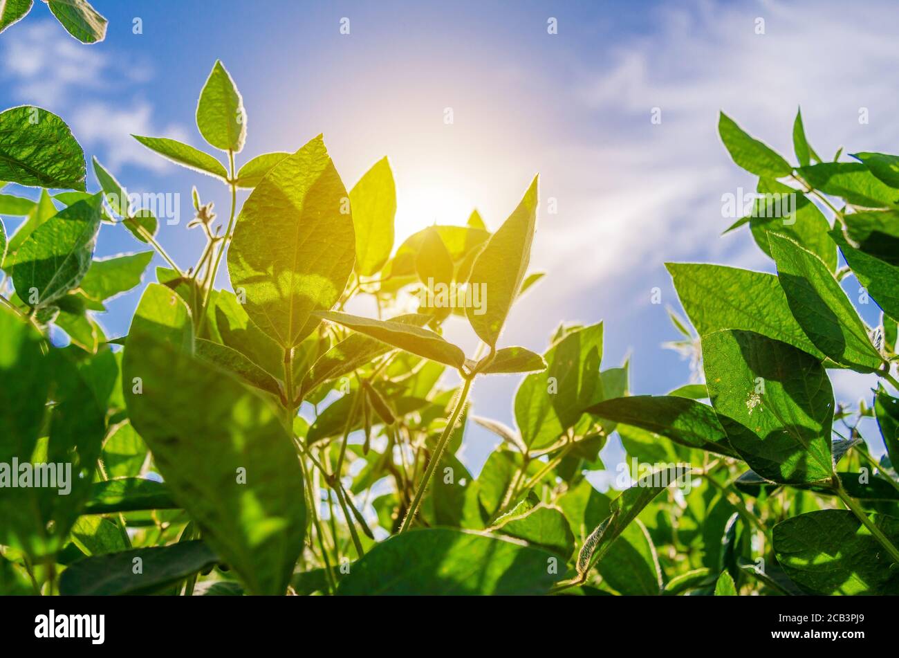 Soybean leaves in field on background of blue sky, sun in frame ...